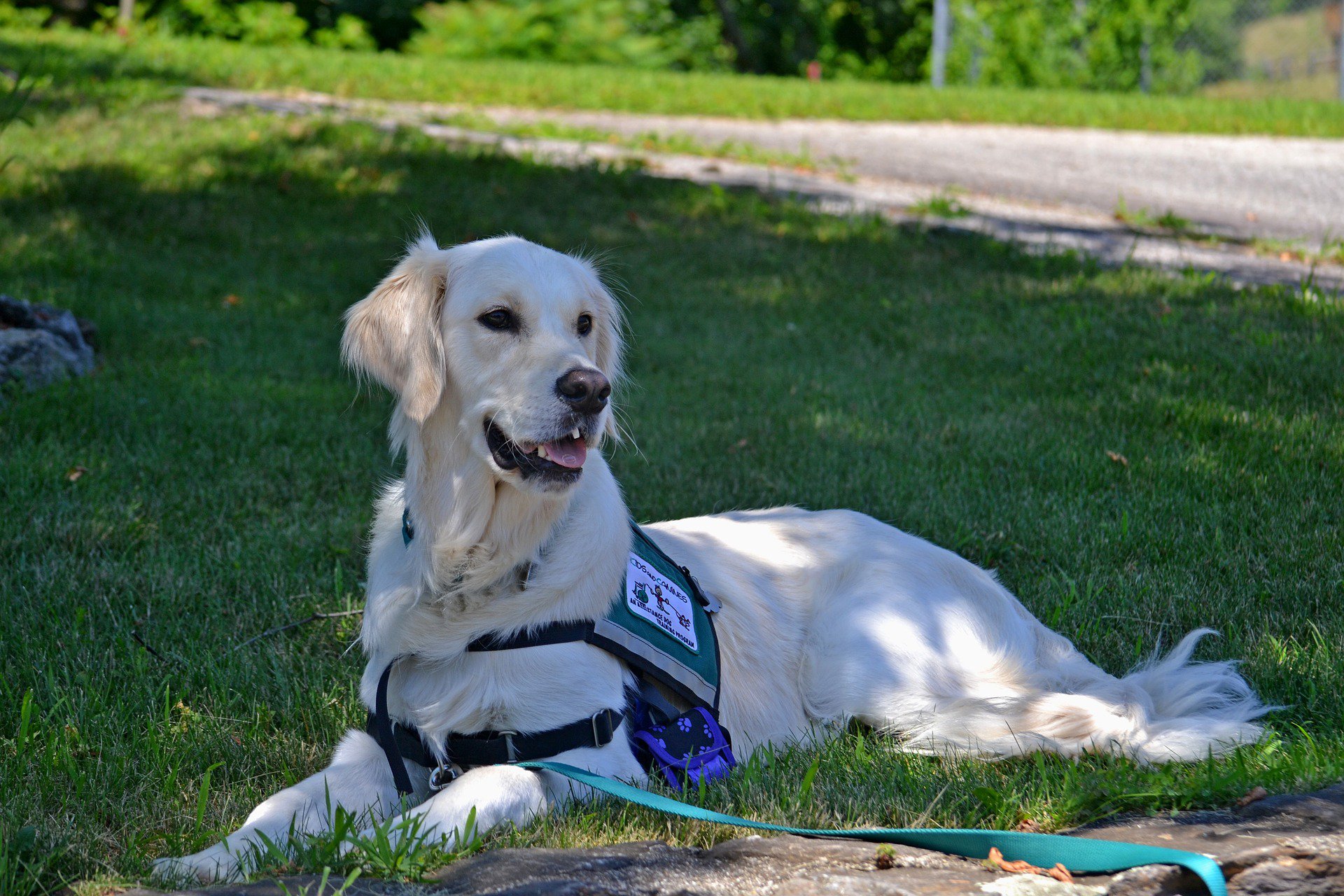 What Is The Average Cost Of A Service Dog